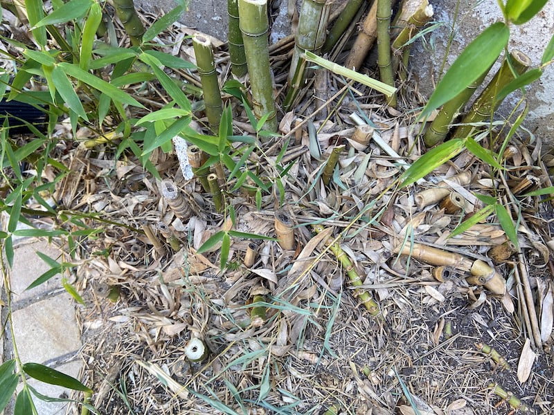 Bamboo Removal | Environet UK