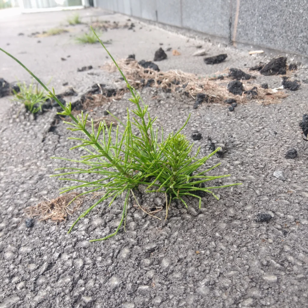 Horsetail Removal | Environet