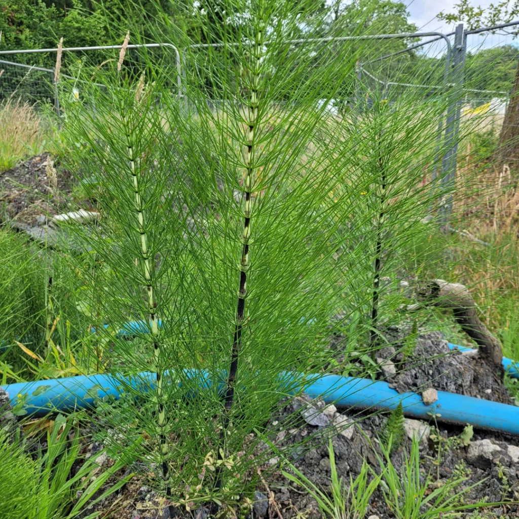 Identify Horsetail | Environet