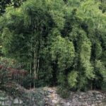 Bamboo Identification | Environet