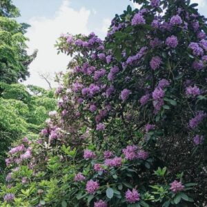 Rhododendron Ponticum Identification | Environet