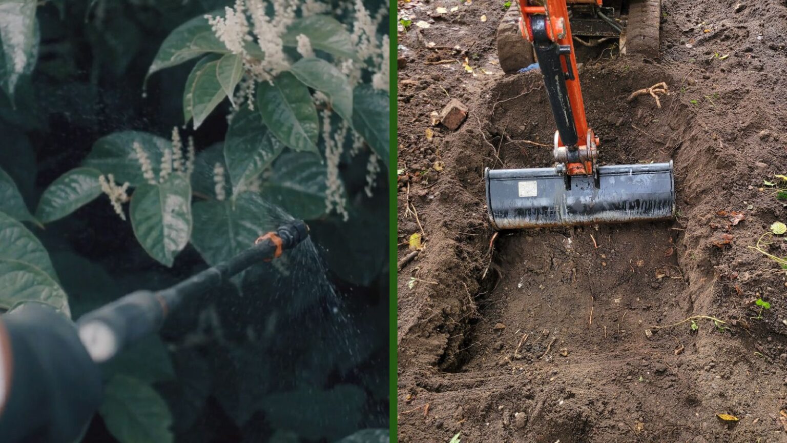 Leaders in the effective management & removal of invasive plants