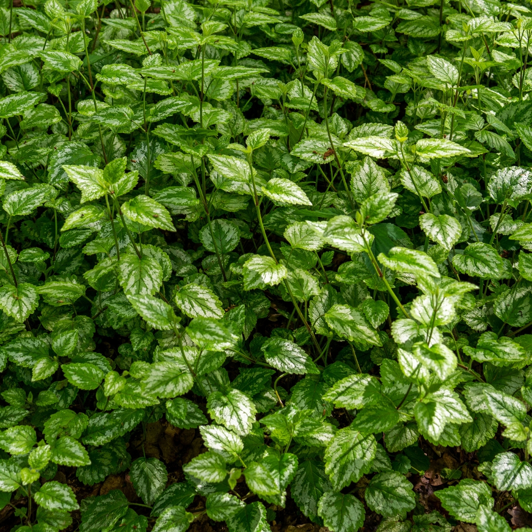 Variegated yellow archangel Identification | Environet