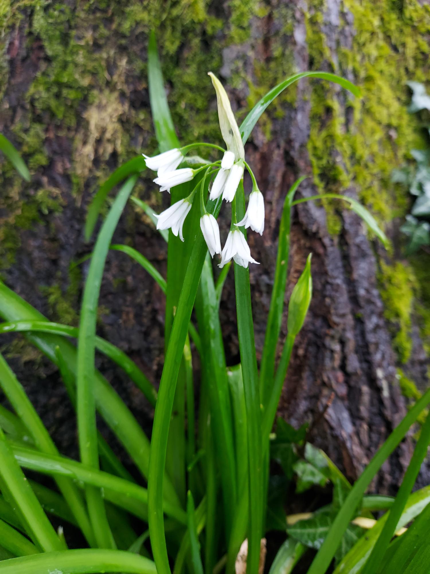 Three-cornered leek Identification | Environet