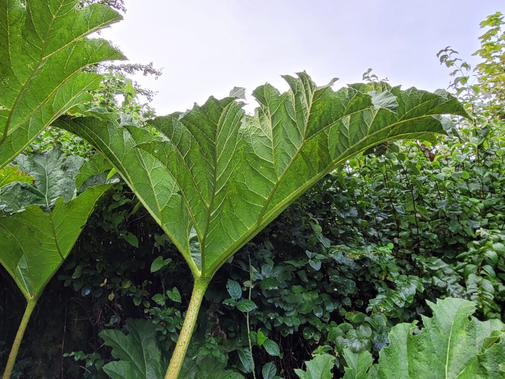 Identify Giant Rhubarb | Environet