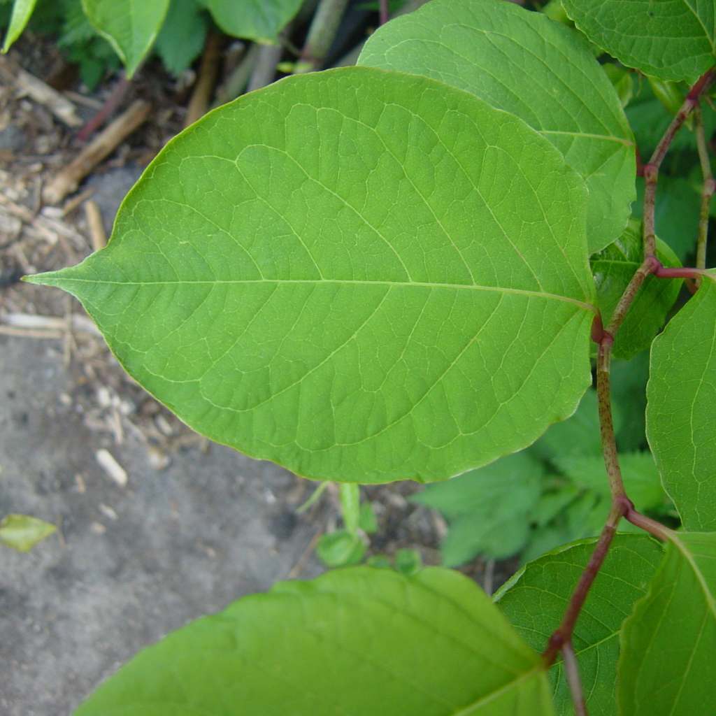 Japanese Knotweed Varieties | Environet