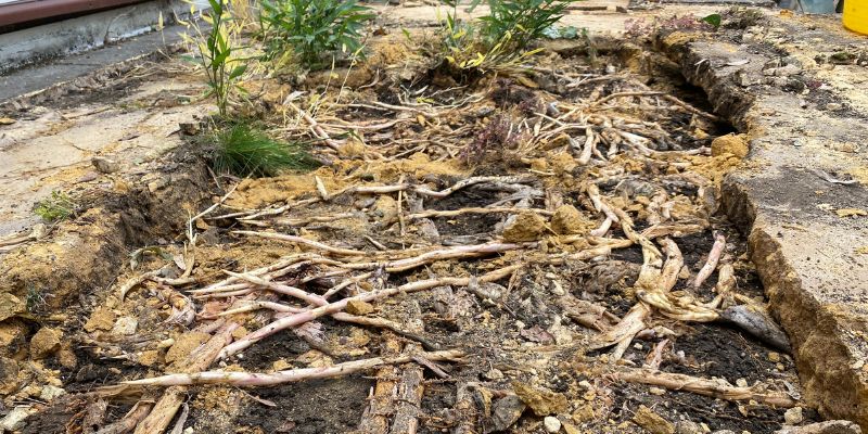 Bamboo Roots: How invasive are they and how to manage them. - Environet UK