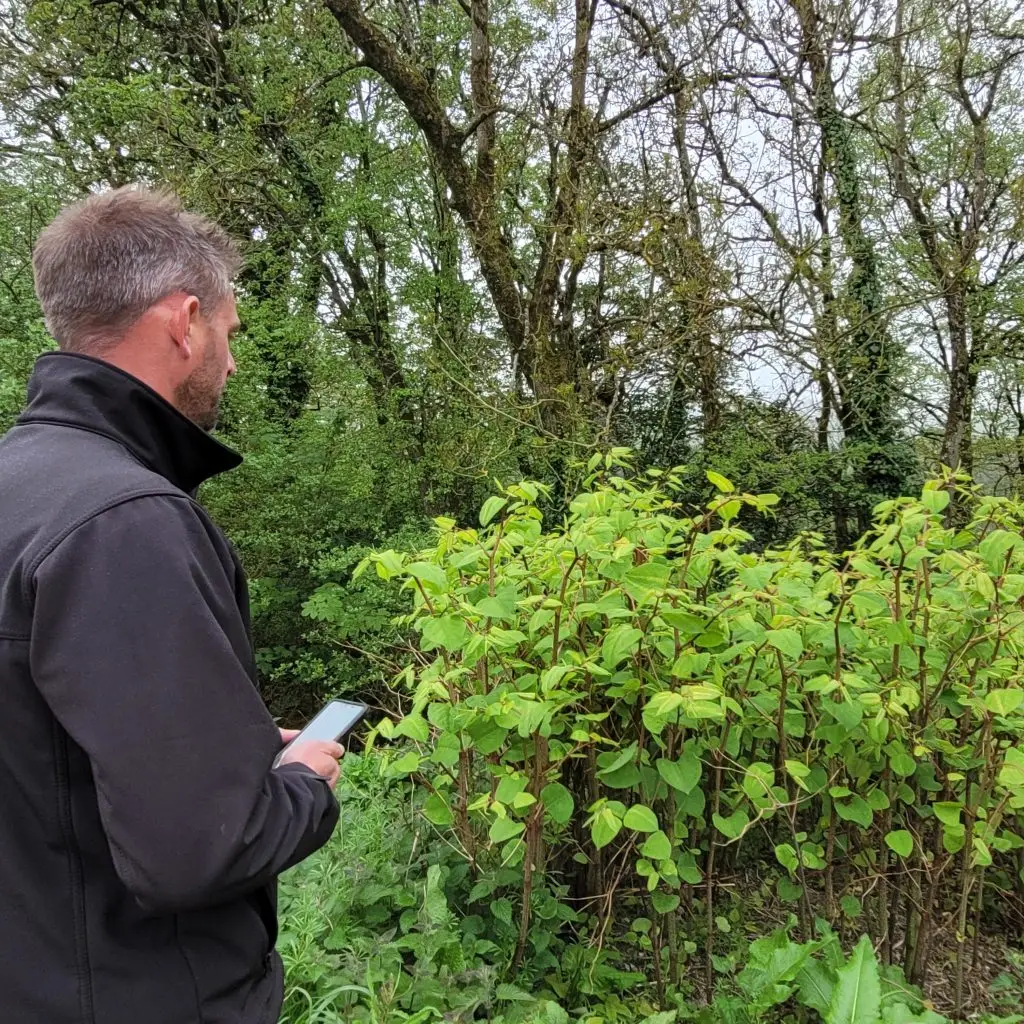 Japanese knotweed identification in summer - Environet UK