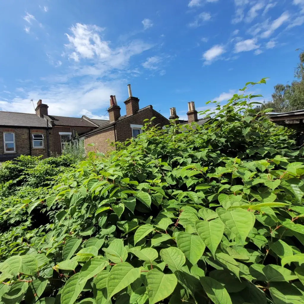 Japanese knotweed identification in summer - Environet UK
